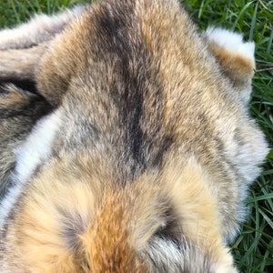 Wild Coyote Pelt Natural Colored Coyote Fur Genuine Wild - Etsy