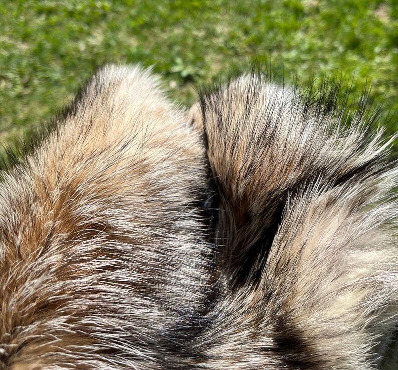 Wild Coyote Pelt Natural Colored Coyote Fur Genuine Wild - Etsy