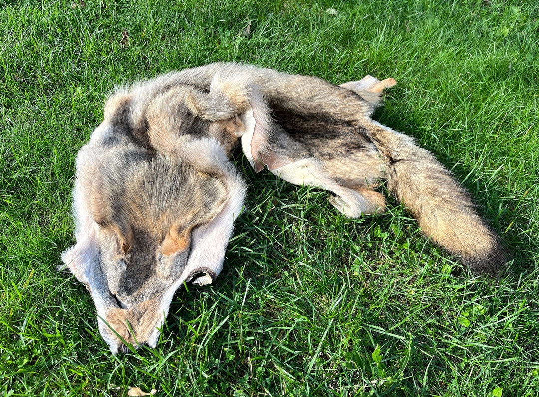 Genuine Jackal Hide, Wild Animal Hide, Hunting Animal Fur, Real Coyote ...