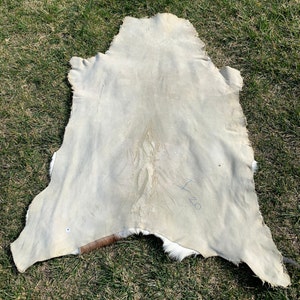 Springbok Pelt Genuine Deer Fur Blesbok Antelope Pelt Natural Color ...