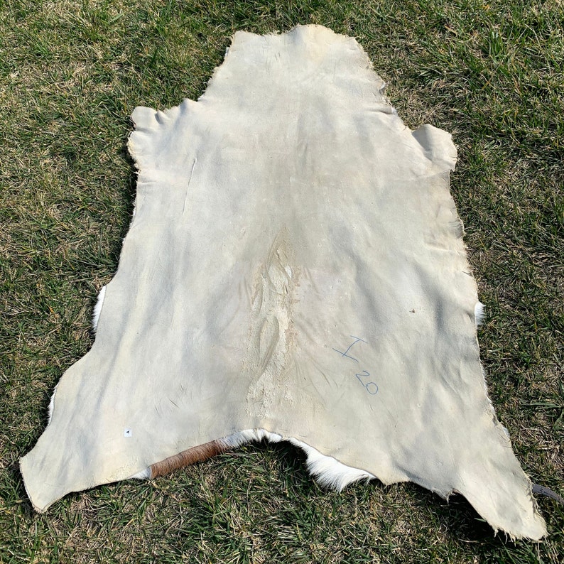 Springbok Pelt Genuine Deer Fur Blesbok Antelope Pelt Natural Color ...