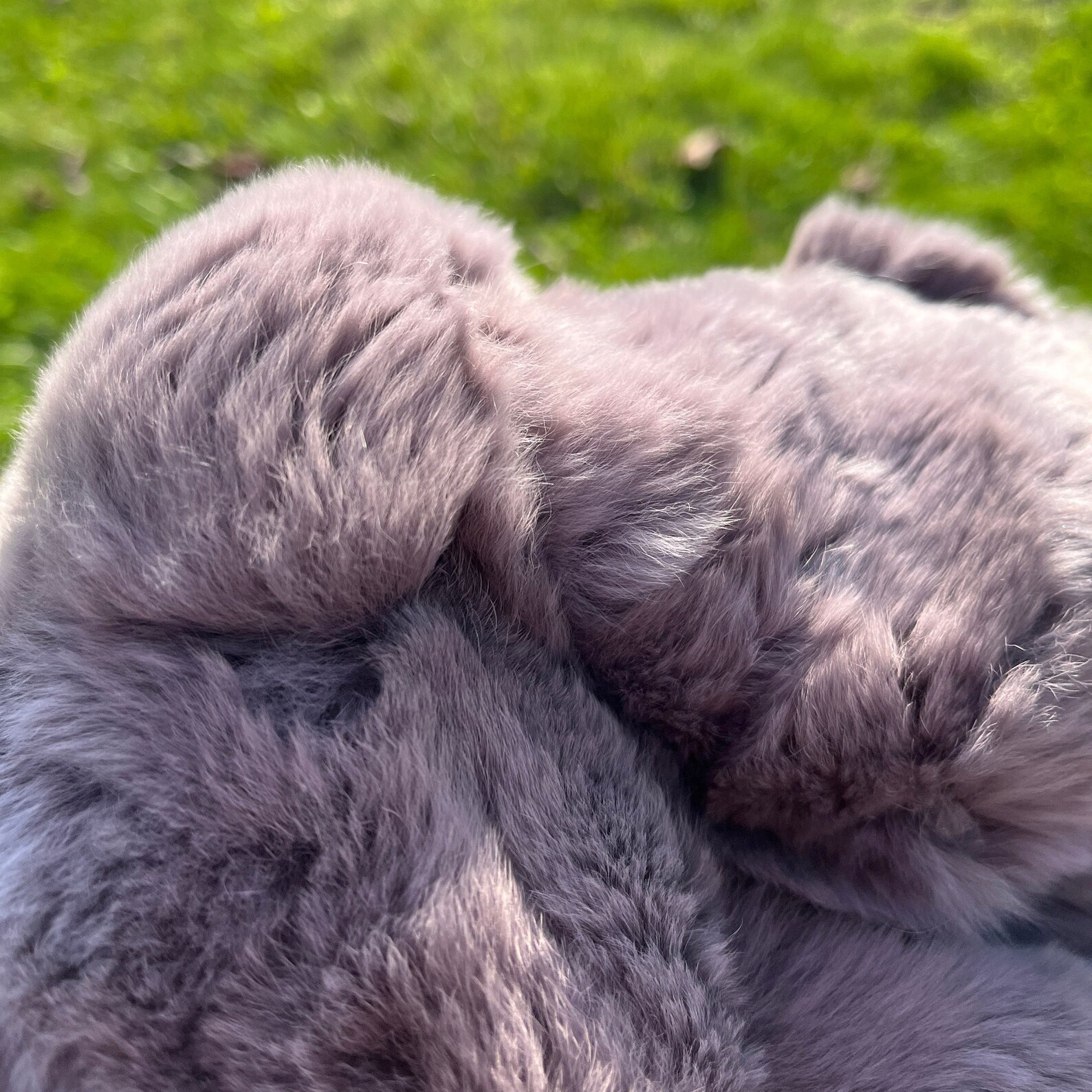 Rose Gold Rex Rabbit Hide, Patchwork Rabbit Fur, Genuine Rex Fur ...