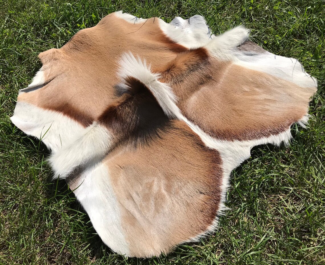 DECORATIVE SPRINGBOK PELT Rare African Deer Fur Natural Animal - Etsy