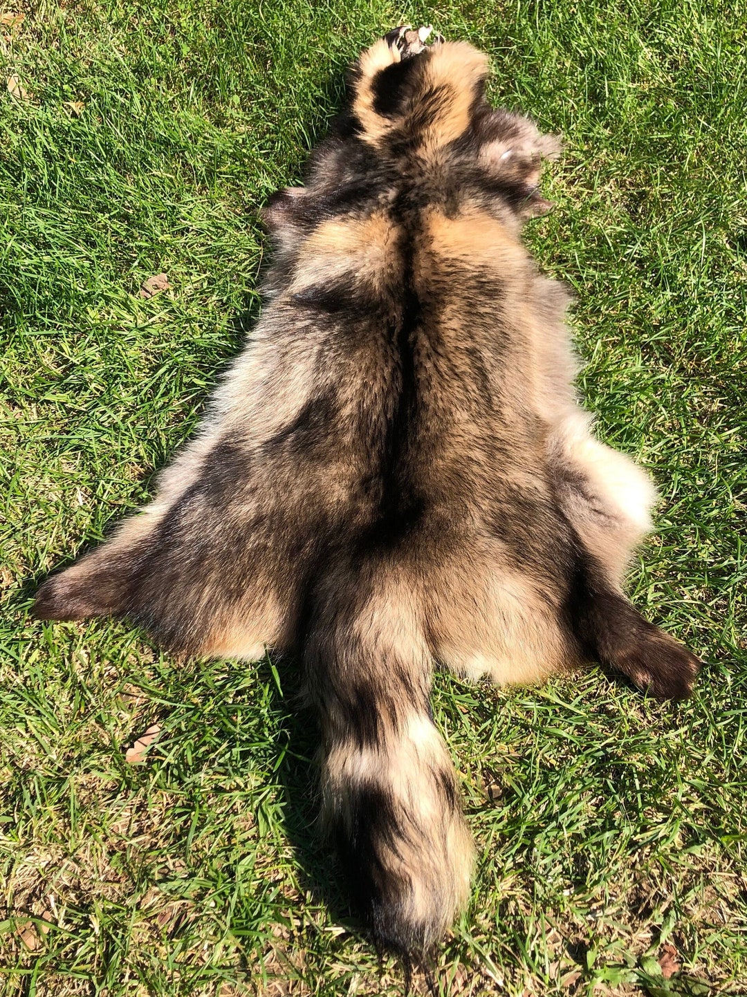 Scandinavian Raccoon Fur Animal Hide for Vikings Finnish Raccoon Pelt ...