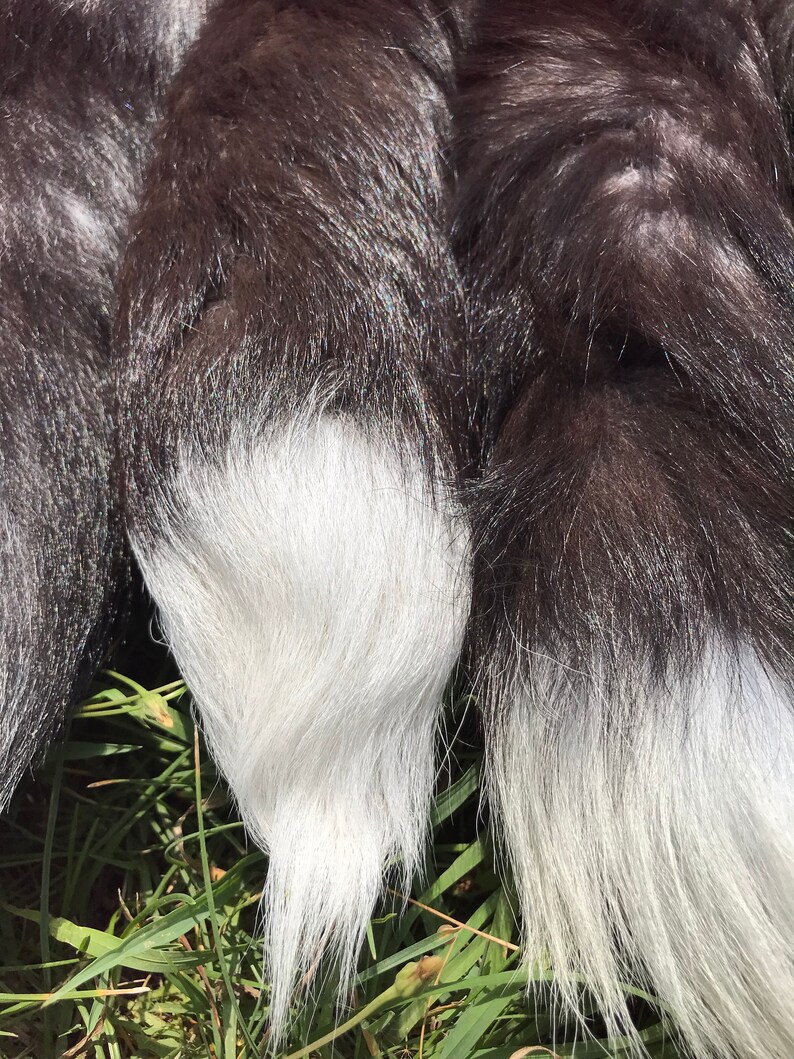 Wild Silver Foxtail Genuine Fox Tail Real Fox Fur 1st Quality Soft XL ...