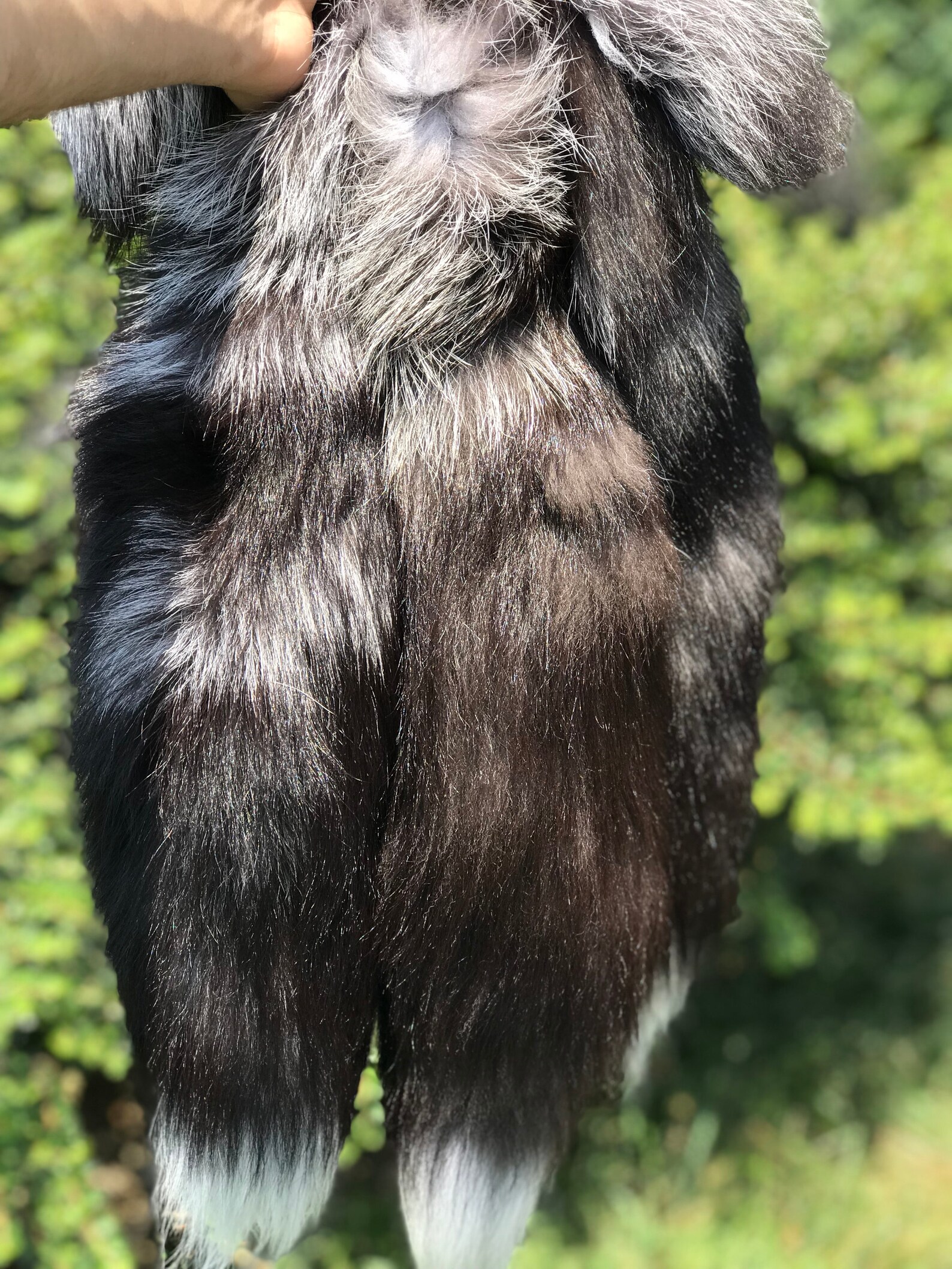 Wild Silver Foxtail Genuine Fox Tail Real Fox Fur 1st Quality Soft XL ...