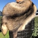 Genuine Finland Raccoon Large Size Hunting Animal Pelt Fluffy Soft ...