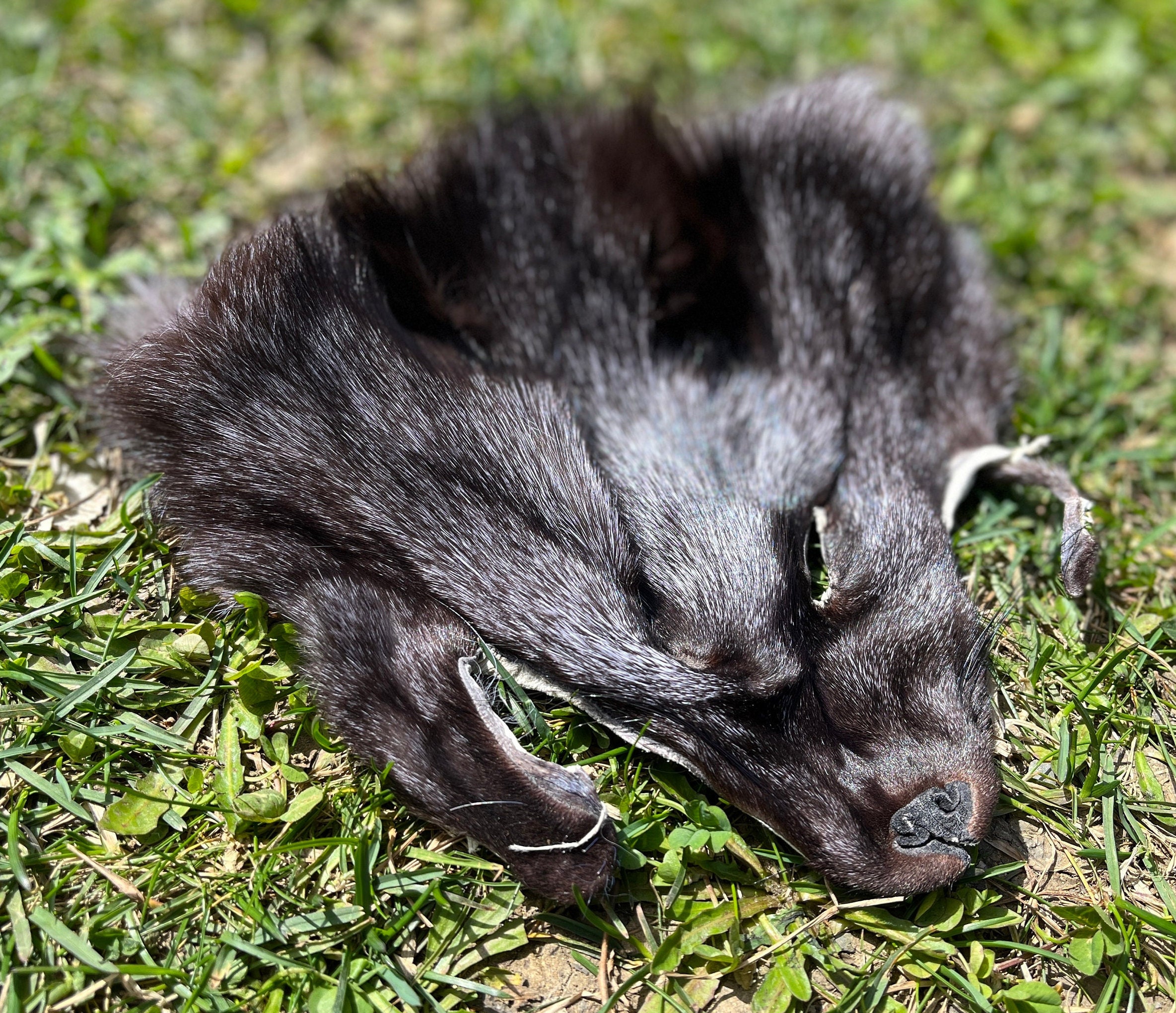 Silver Gray Fox Head Real Fox Head for Taxidermy Wild Fox - Etsy
