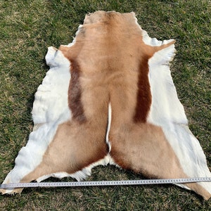 Springbok Pelt Genuine Deer Fur Blesbok Antelope Pelt Natural Color ...