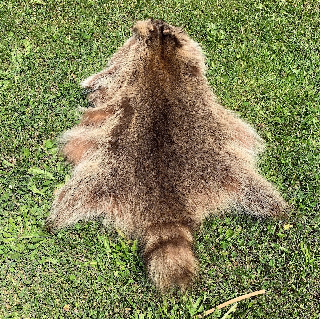 Genuine North American Raccoon Fur Long Soft Black Striped Tail Real ...