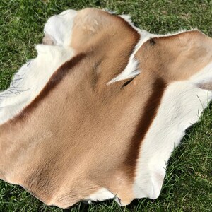 SPRINGBOK FUR African Deer Pelt Genuine Natural Springbok Hide Non-slip ...