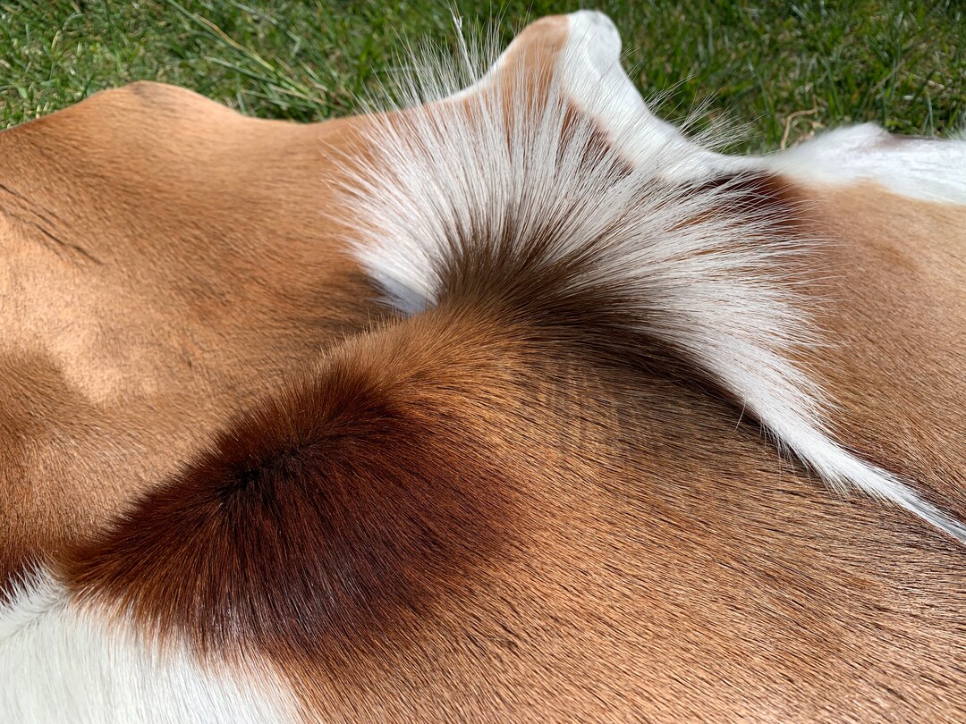 Springbok Pelt Natural Color Genuine Deer Fur Blesbok Antelope Pelt ...