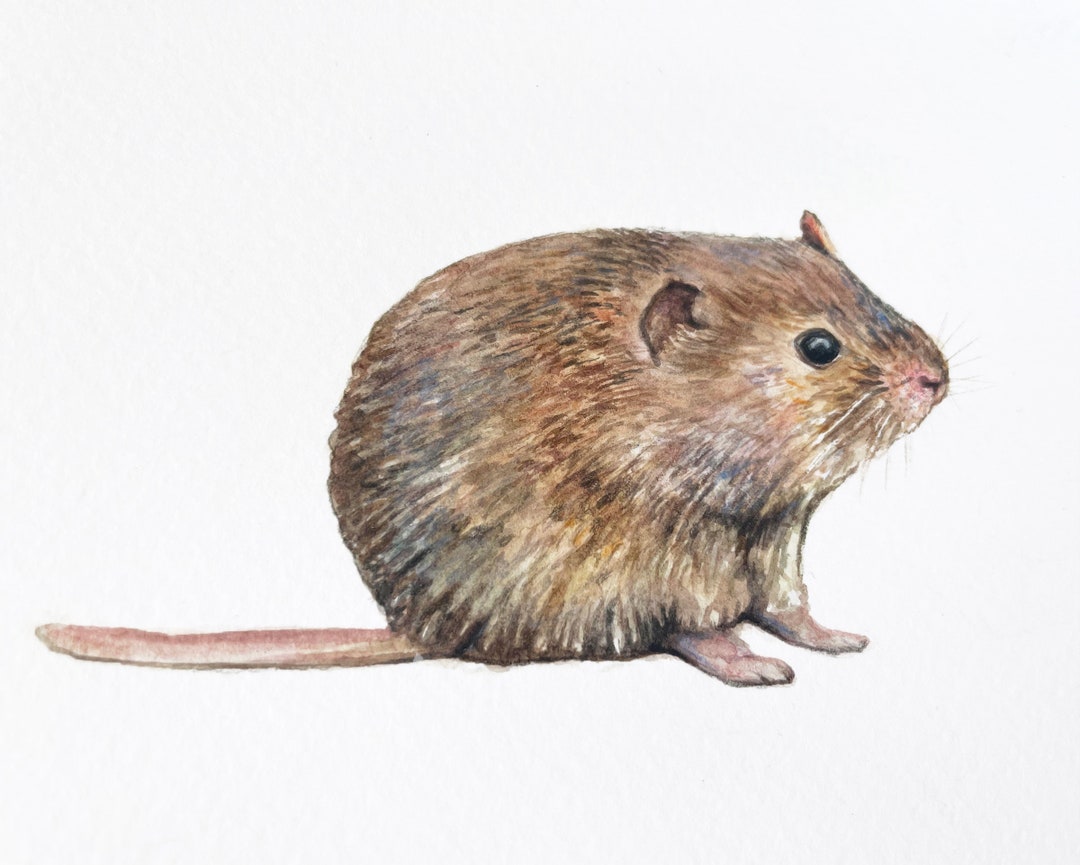 A6 Original Watercolour Vole Painting, Animal Illustration, Hand ...