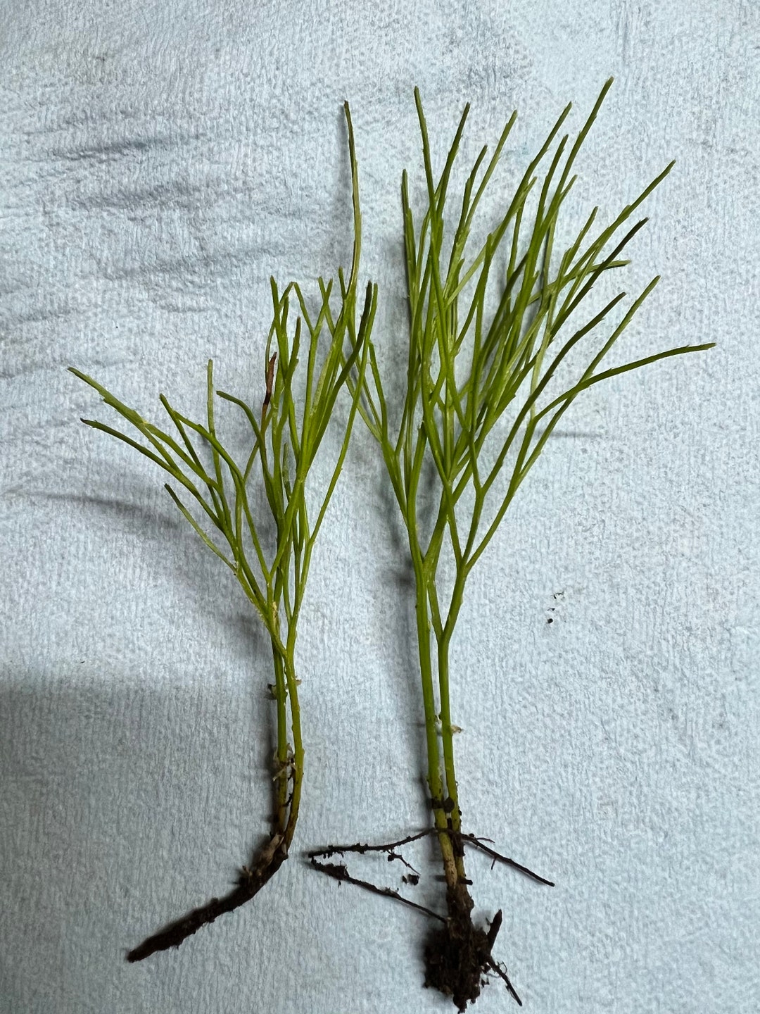 Live Whisk Fern Psilotum Plant Plants Vascular Lab Science - Etsy