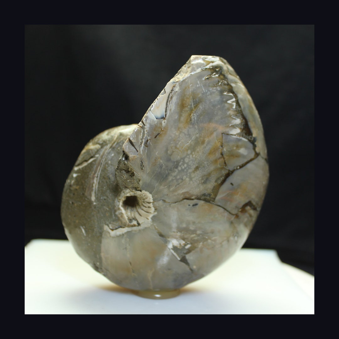 Big Nautilus Fish Fossil Red Iridescence Shell Deposit Inside Nautiloid ...