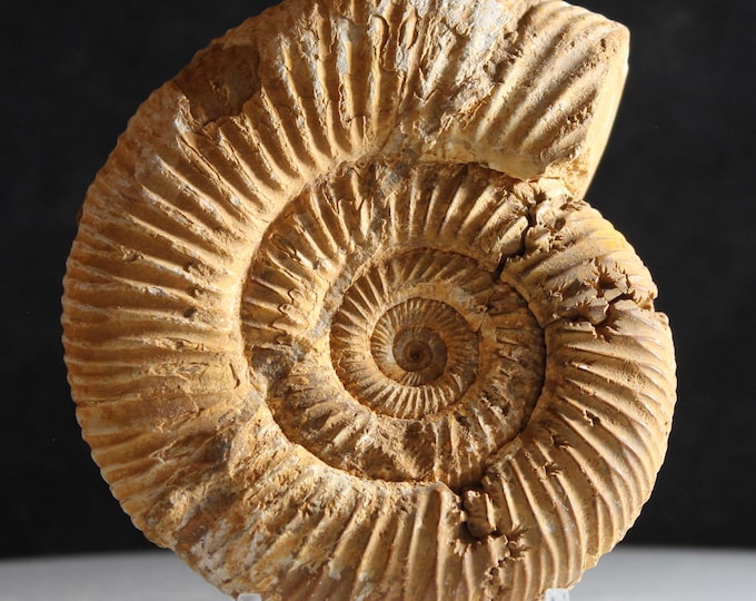 White Ammonite Perisphinctes Index Fossil Finely Preserved Well Defined ...