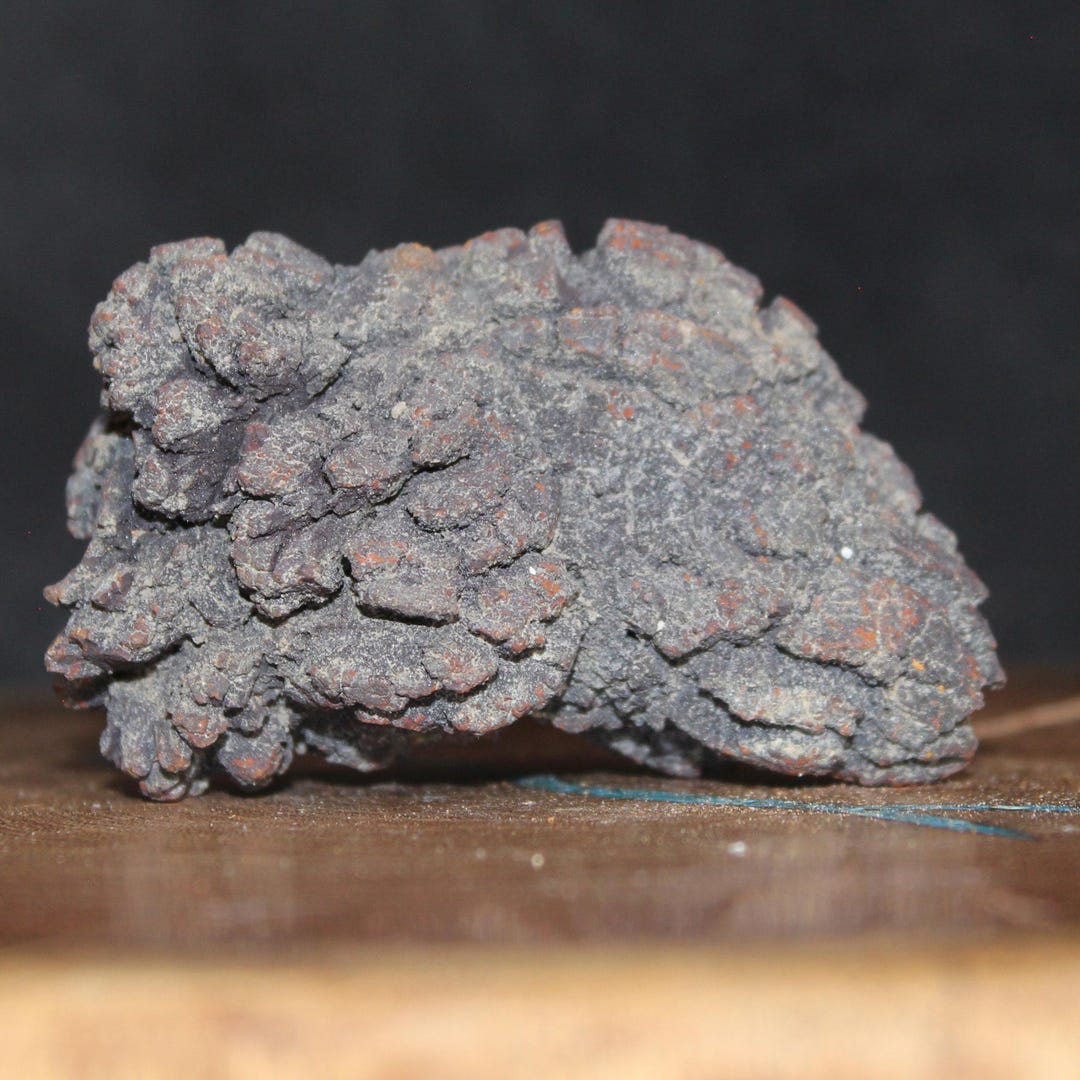 Tortoise Fossilized Poop Coprolite Fossil Collector Piece Rock Mineral ...