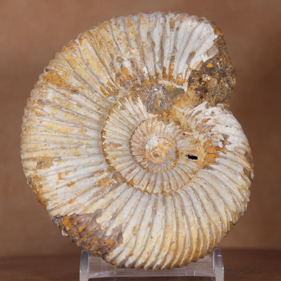 Perisphinctes Ammonite White Index Fossil Fish 100+ MYA Madagascar ...