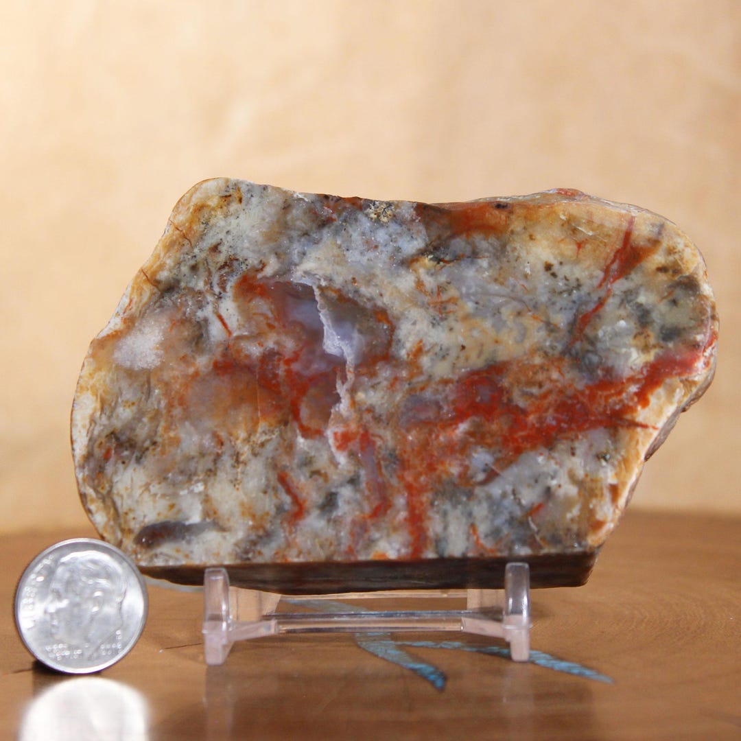 Dinosaur Feces Fossil Coprolite Collectors Specimen Agate Rock Trace of ...