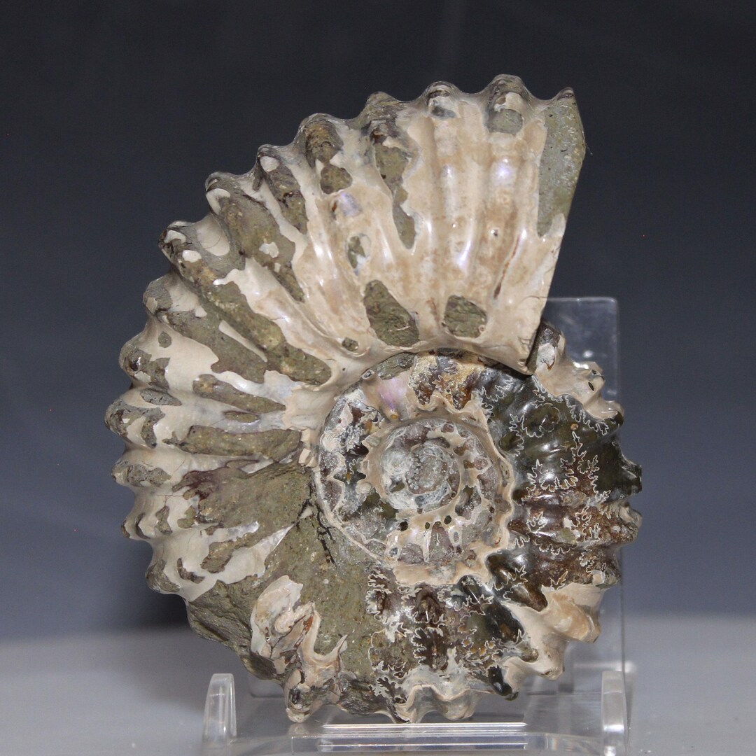 Tractor Ammonite Fossil Douvilleiceras Species Dusted White Shell ...