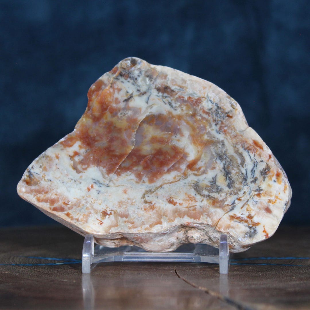 Dinosaur Fossil Coprolite Poop Wide Collectors Red White Agate Rock ...