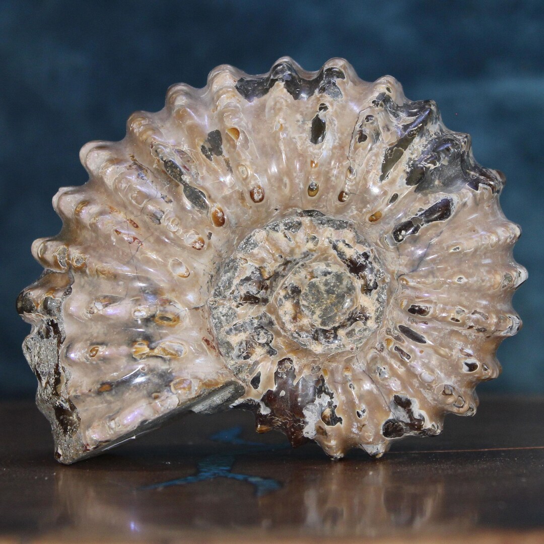 Off White Shell Tractor Ammonite Douvilleiceras Mammilatum Fossil Fish ...