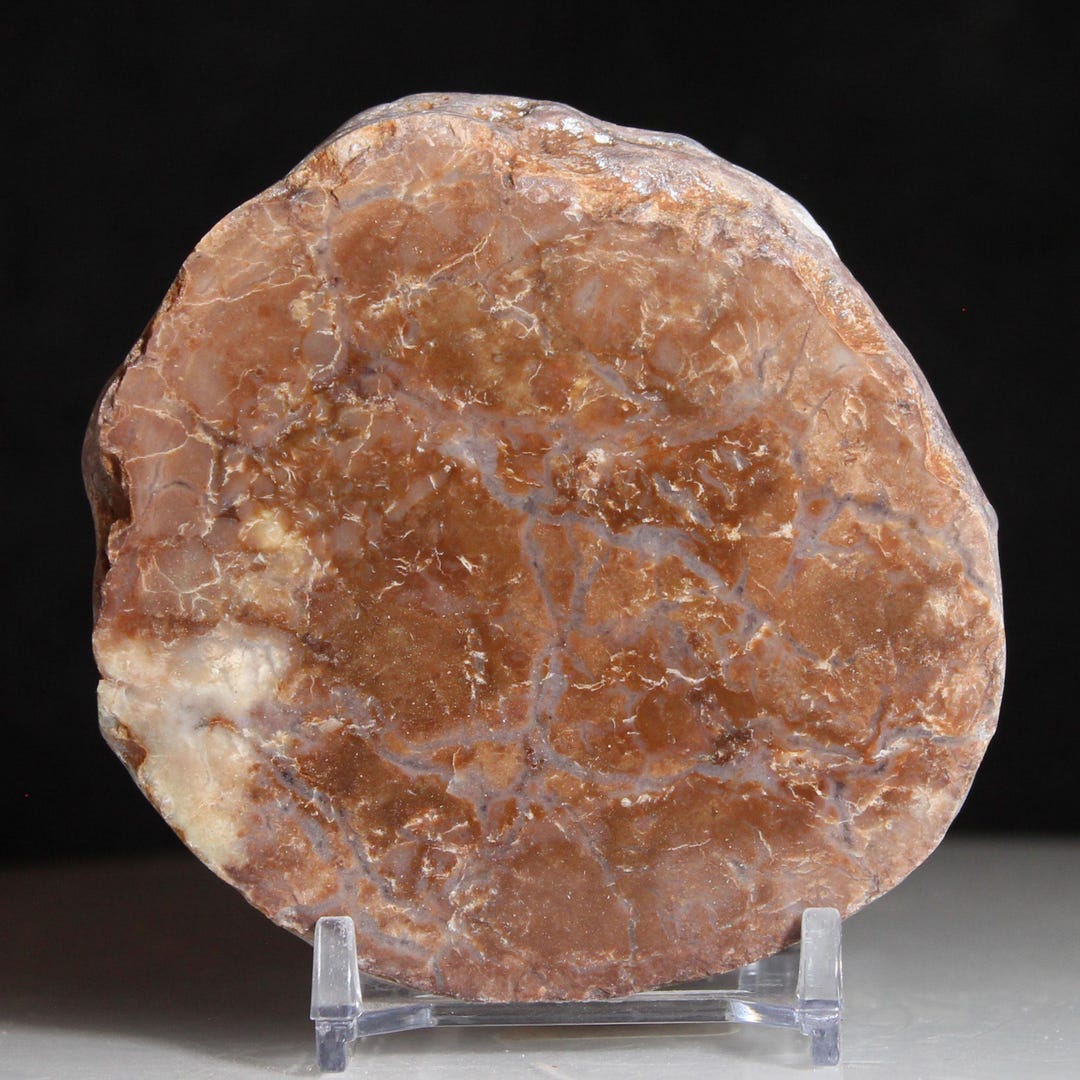 Dinosaur Poop Round Fossil Coprolite Collectors Red Agate Rock Traces ...