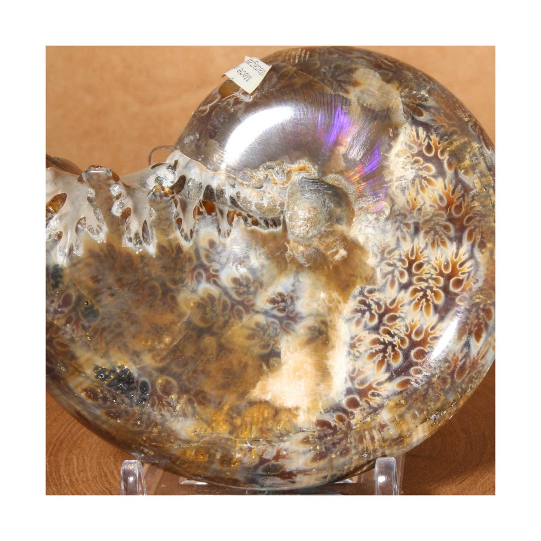 Ammonite Argonauticeras Small Open Chamber Fossil Fish 100 Million ...