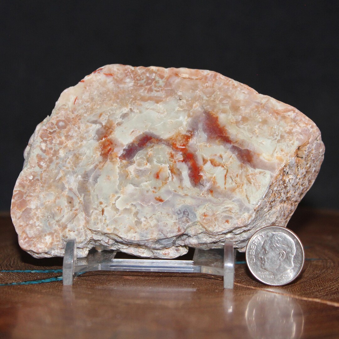 Wide Dinosaur Fossil Coprolite Poop Collectors Red White Agate Rock ...
