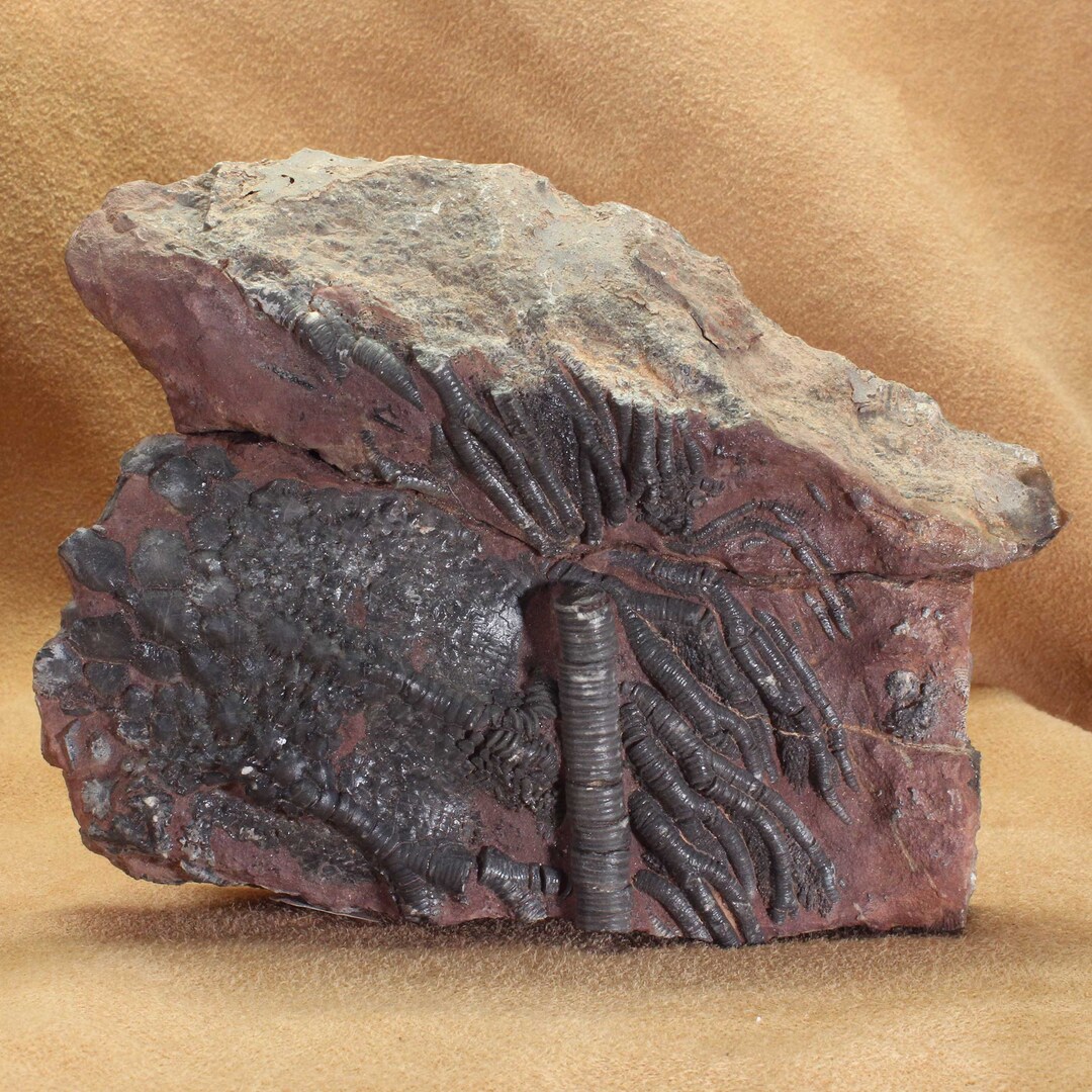 Crinoid Fossil for Sale Scyphocrinites Great Detail of Ancient Sea ...