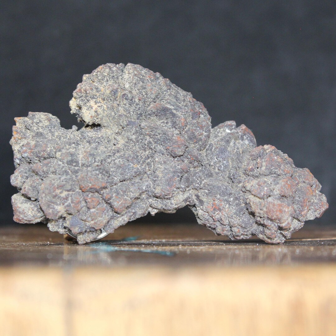 Authentic Fossilized Tortoise Poop Coprolite Fossil Collector Piece ...