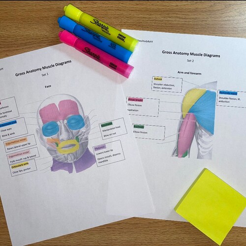 Anatomy and Physiology Note Taking Templates Study Guide - Etsy