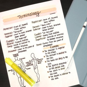 Anatomy and Physiology Note Taking Templates Study Guide Templates - Etsy