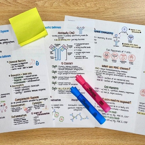 Anatomy & Physiology: Color Coded Muscle Study Guide - Etsy