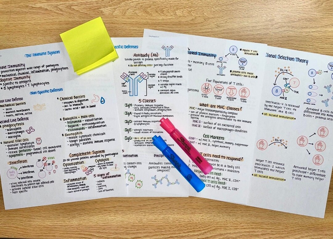 Anatomy & Physiology: Immune System Study Guide! - Etsy