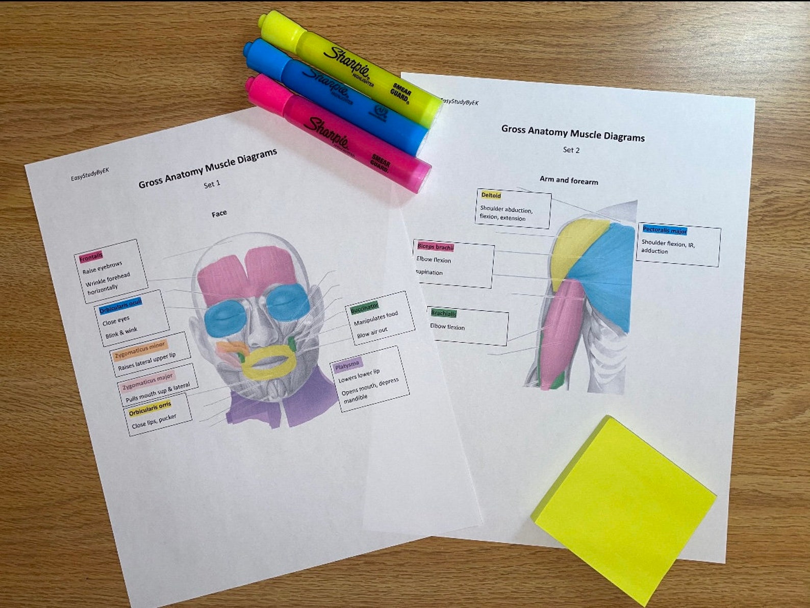 Anatomy & Physiology: Color Coded Muscle Study Guide! - Etsy