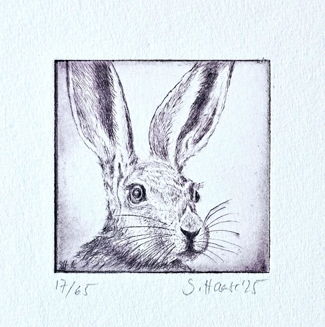 Hare Etching, Original Etching of Hare With Passepartout, Different ...