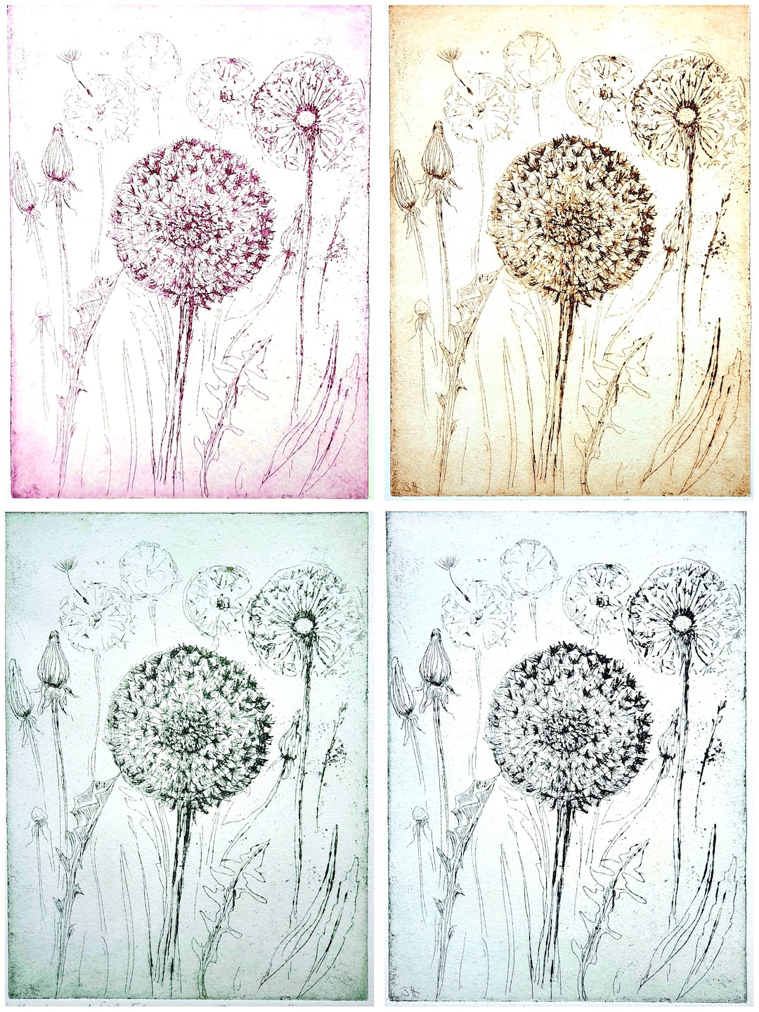 Dandelion make a Wish, Dandelion Etching in Different Colors, Dandelion ...