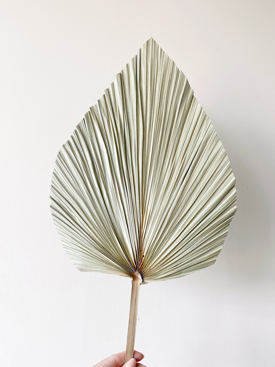 Dried Anahaw Leaves | Etsy