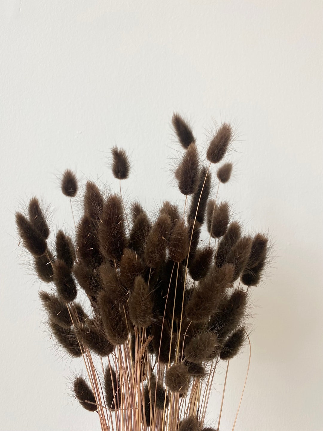 Dark Brown Bunny Tails Dried Lagurus Fall Decor Dried Flowers - Etsy