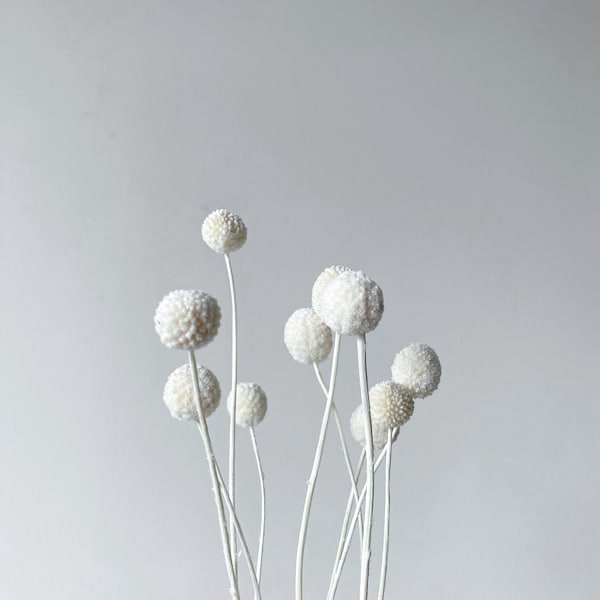 Billy Buttons - Etsy