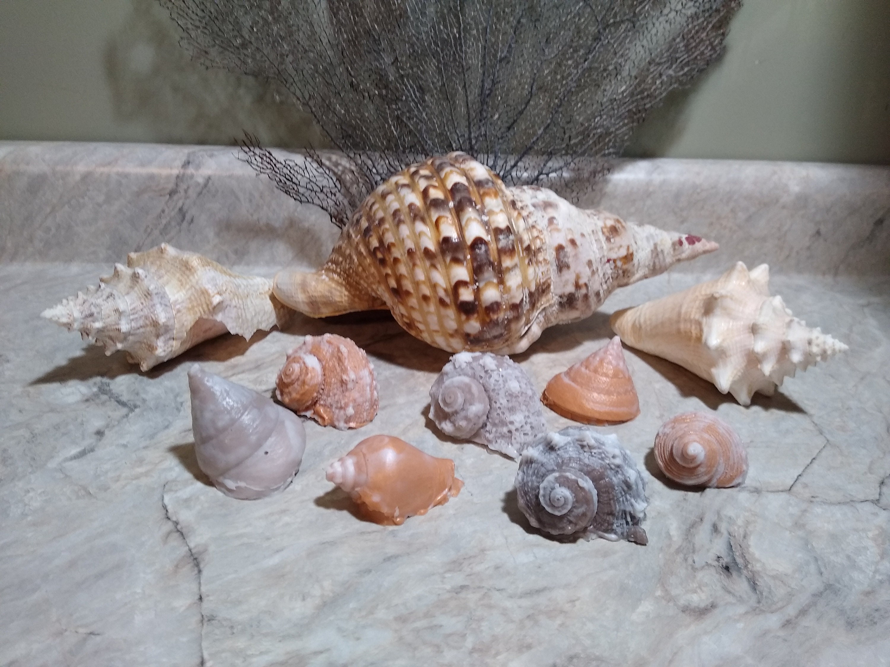 Seashell Soaps 7 Light Shell Soap Sea Shell Soap Beach | Etsy