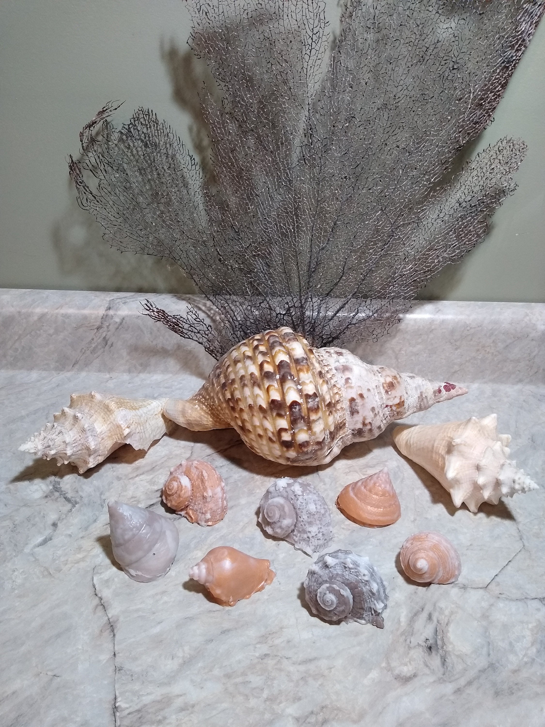 Seashell Soaps 7 Light Shell Soap Sea Shell Soap Beach | Etsy