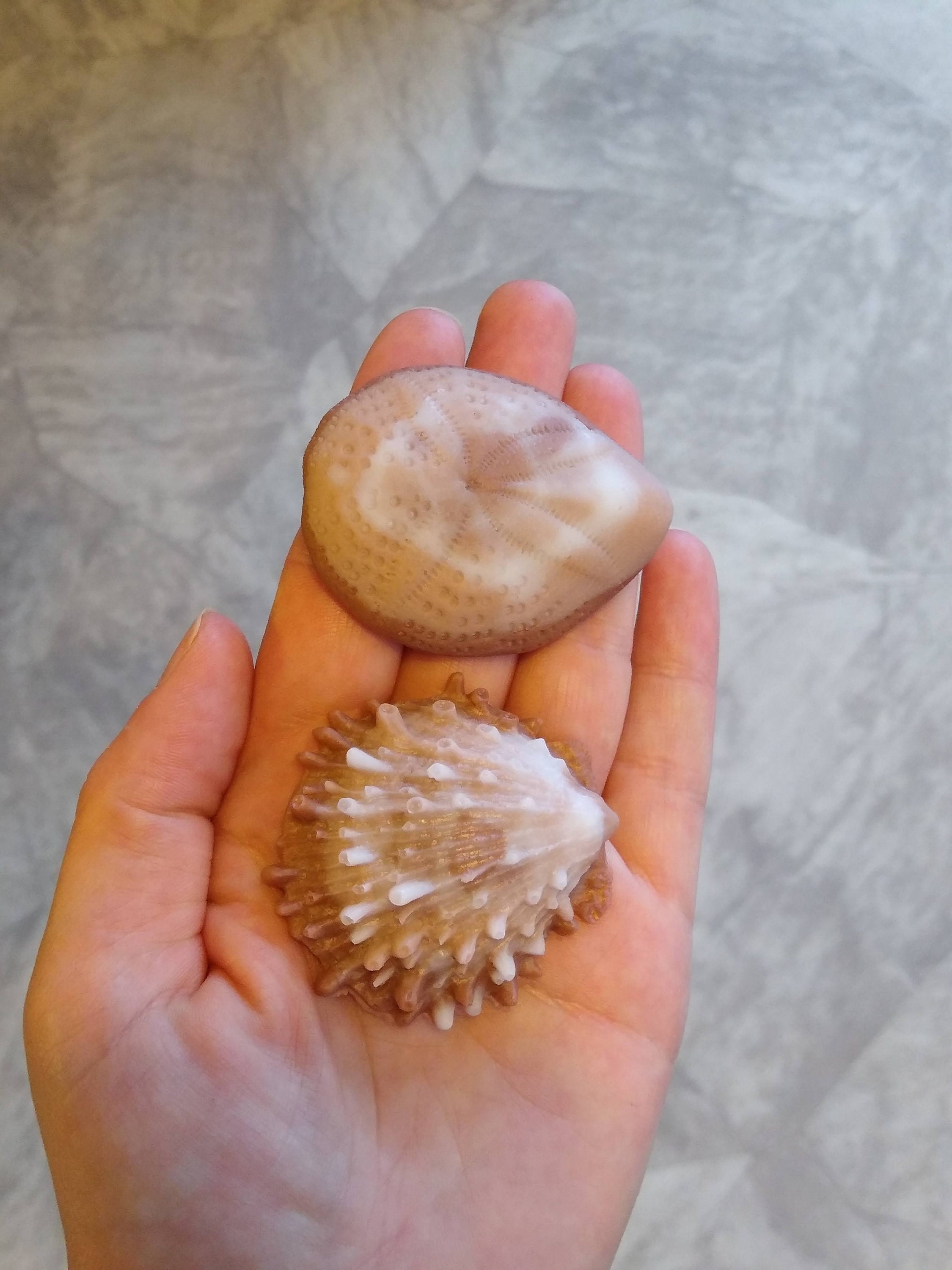 8 Seashell Soaps Dark Shell Soap Sea Shell Soap Beach Theme | Etsy