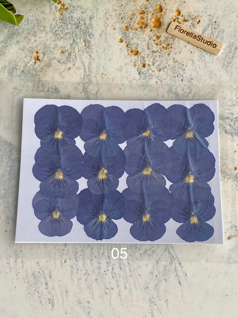 12 Pcs DIY Pressed Flower Large Pansies Handmade Natural Dried | Etsy