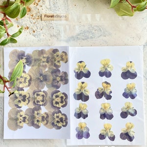 12 Pcs DIY Pressed Flower Large Pansies Handmade Natural Dried - Etsy