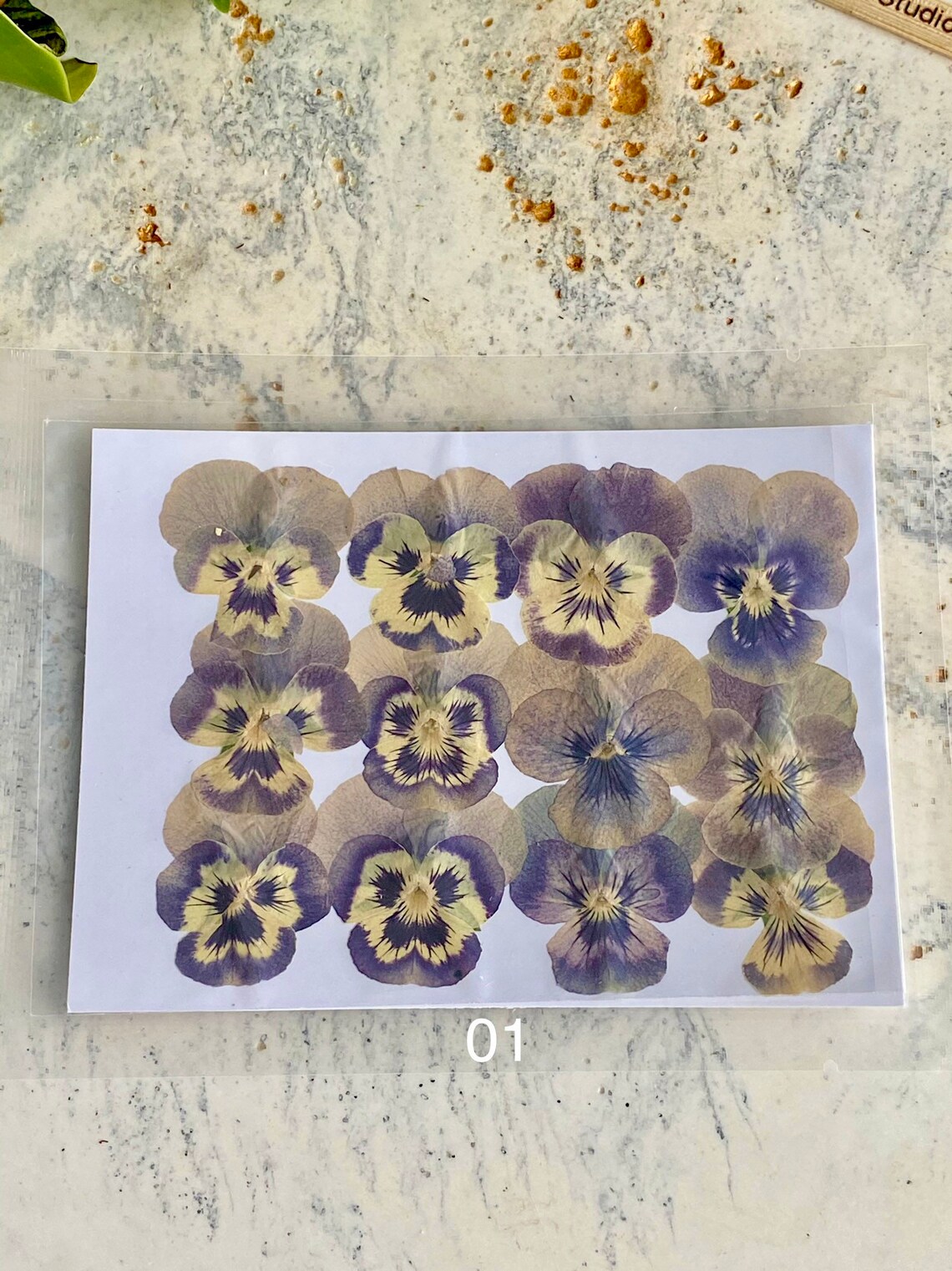 12 Pcs DIY Pressed Flower Large Pansies Handmade Natural Dried | Etsy