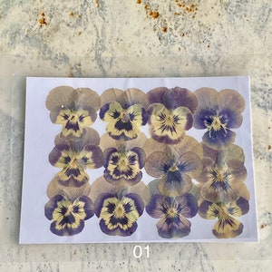 12 Pcs DIY Pressed Flower Large Pansies Handmade Natural Dried - Etsy