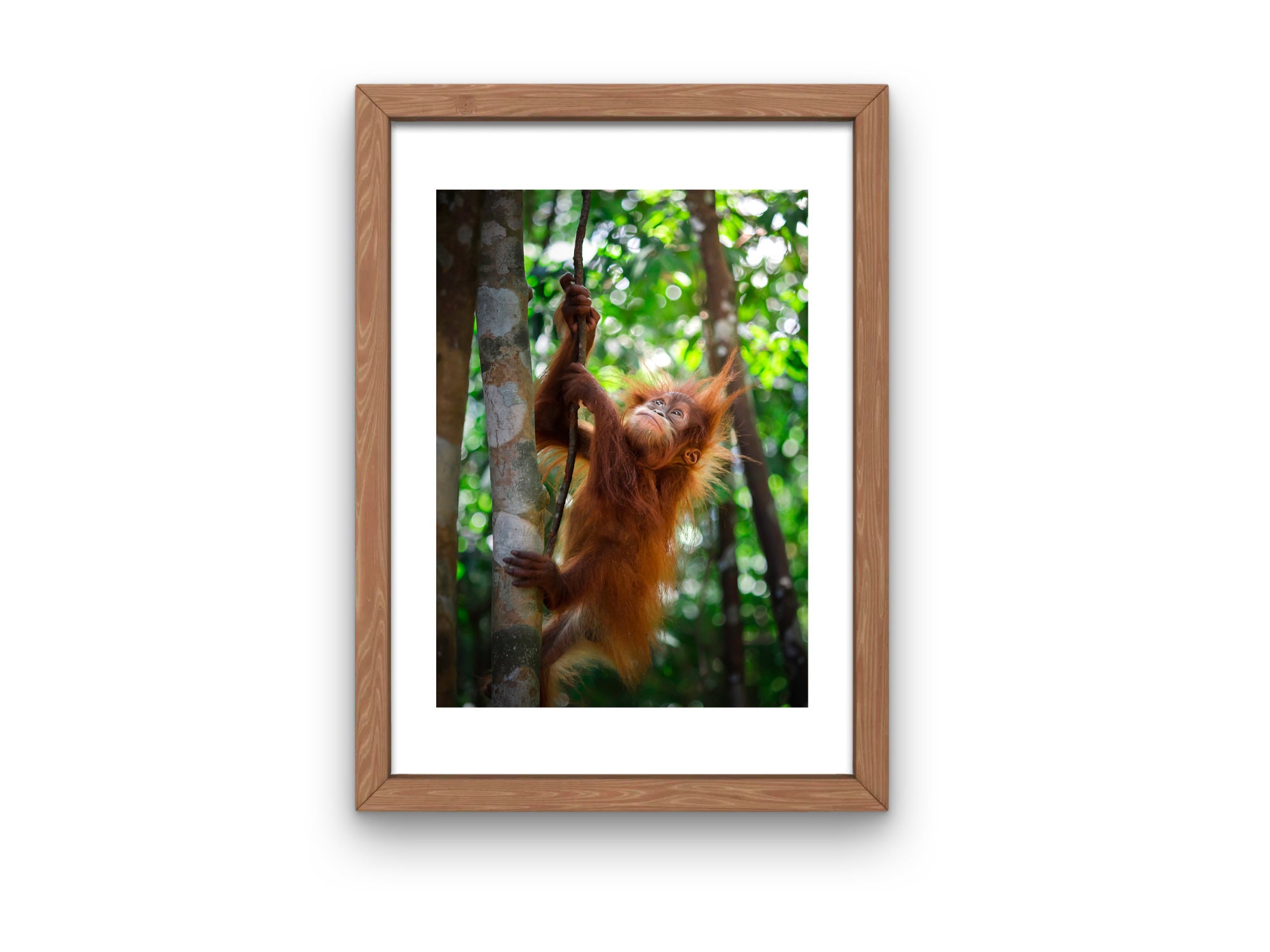 Chaz the Baby Orangutan Wall Art Digital Print Printable | Etsy