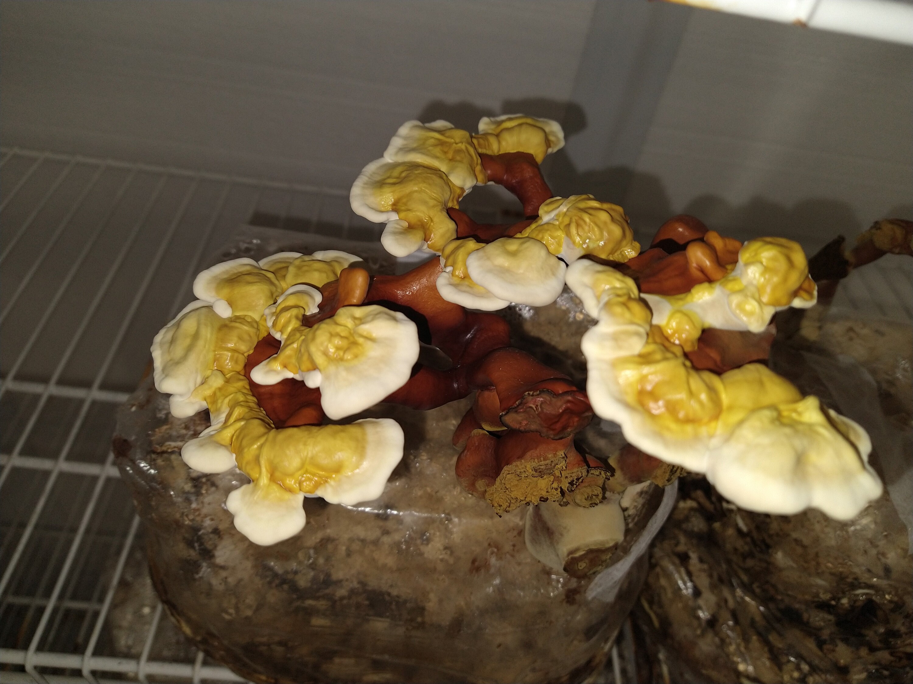 Antler Reishi Culture Ganoderma Multipilium Liquid Culture - Etsy